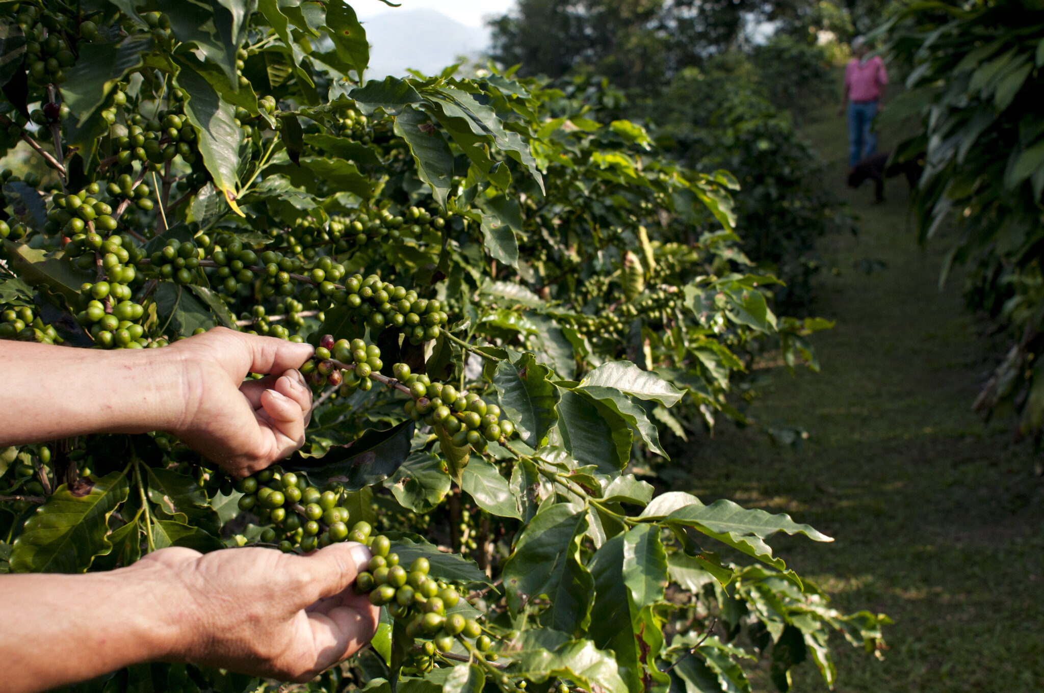 Rainforest-Alliance-zertifiziert! Doch was bedeutet das? Peter Lerch im ...